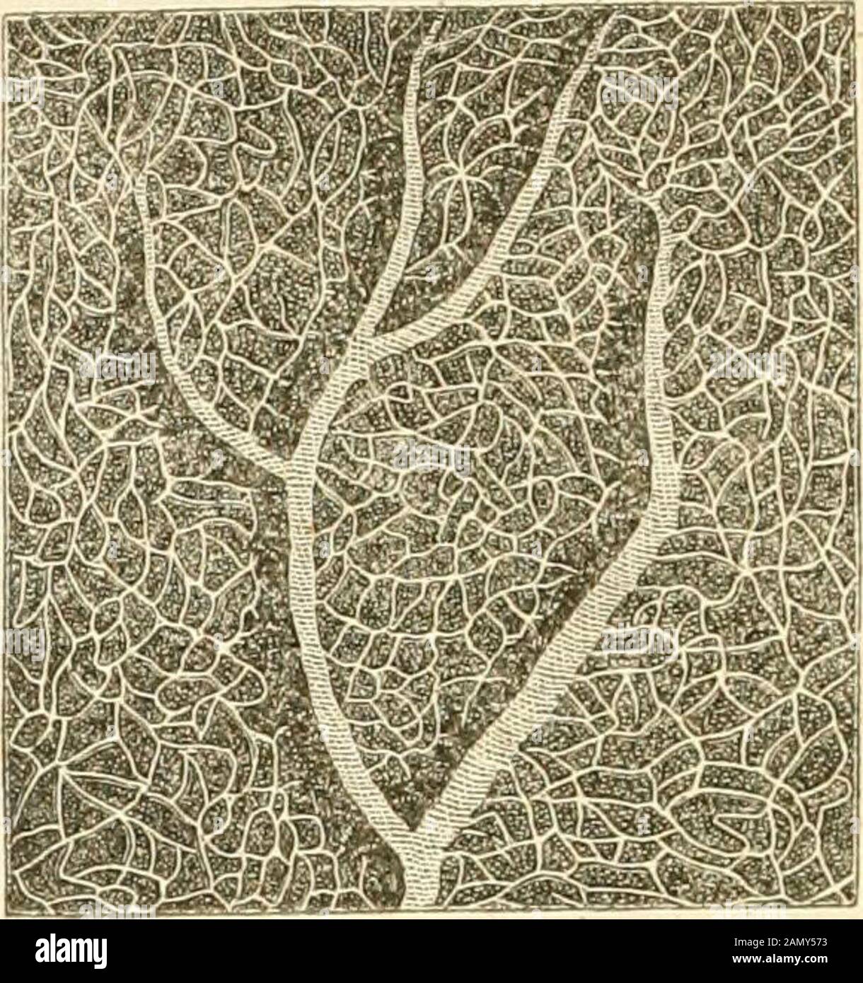 A treatise on the diseases of the eye . 32.—A View of the Tensor Tarsi ...