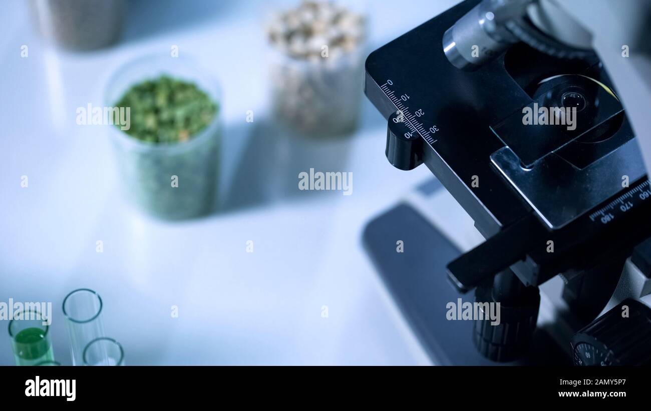 Examination of legumes under microscope, food quality control ...