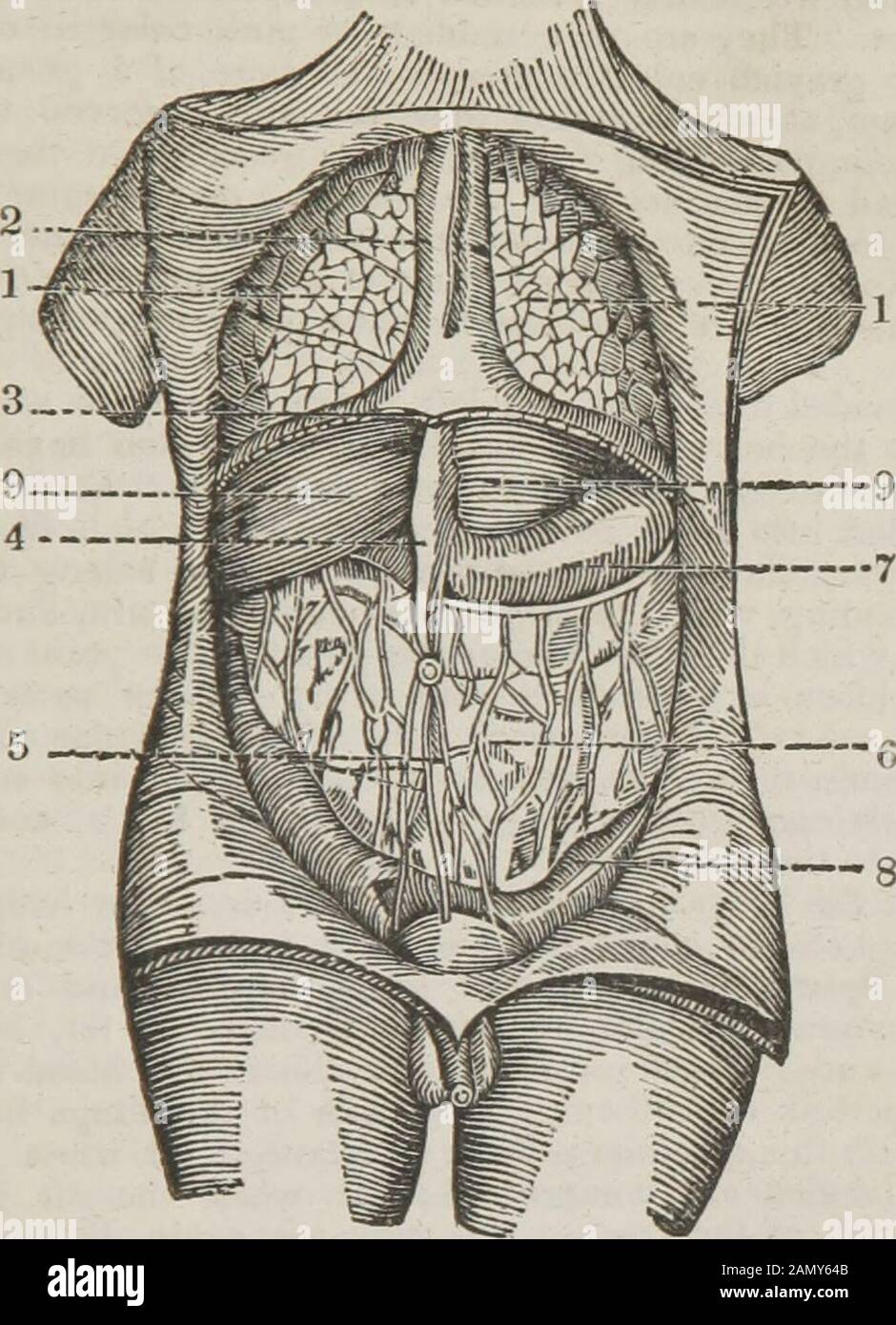 The dissector's guide, or, Student's companion : illustrated by ...