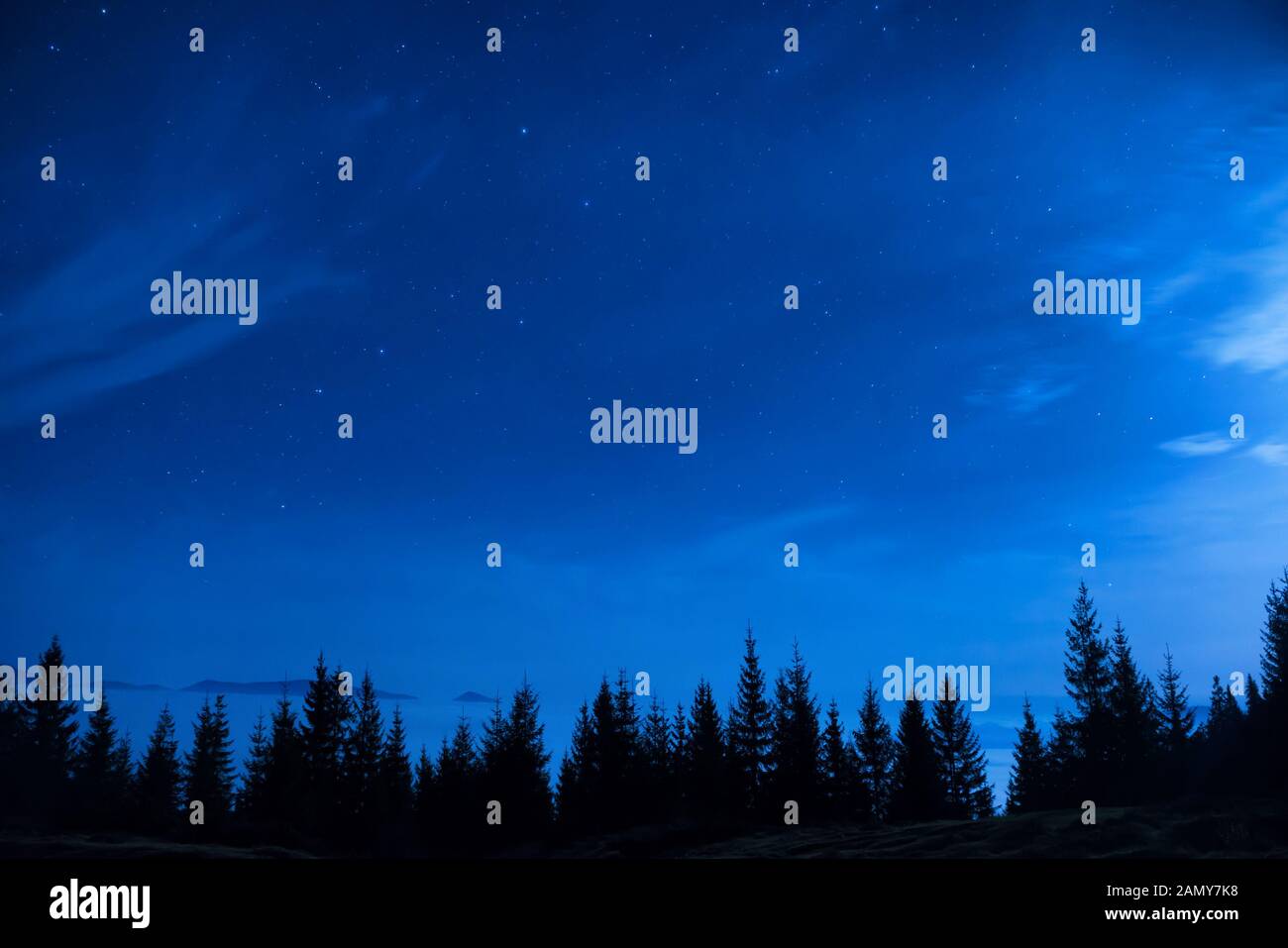 Forest of pine trees under blue dark night sky with many stars. Space ...
