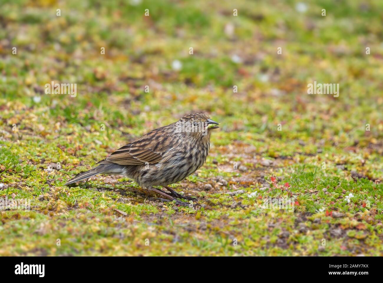 Bird from argentina hi-res stock photography and images - Alamy