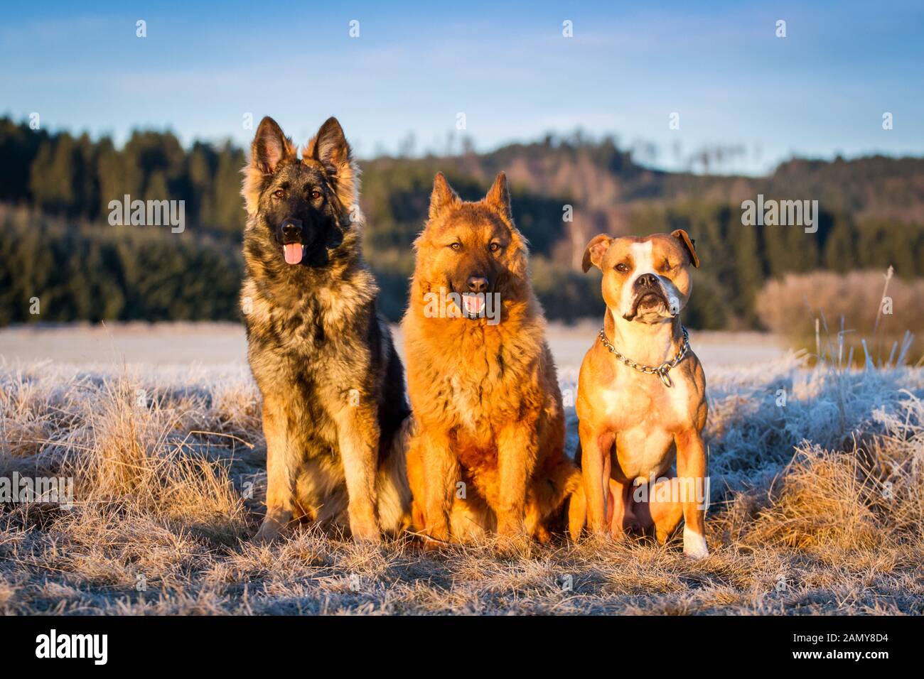 Group of dogs sitting hi-res stock photography and images - Alamy