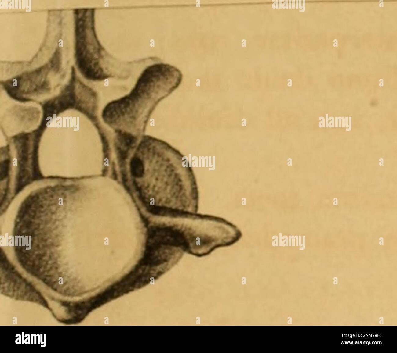 Nova acta physico-medica . Diametr. y^. a b Crista frontalis summa ...