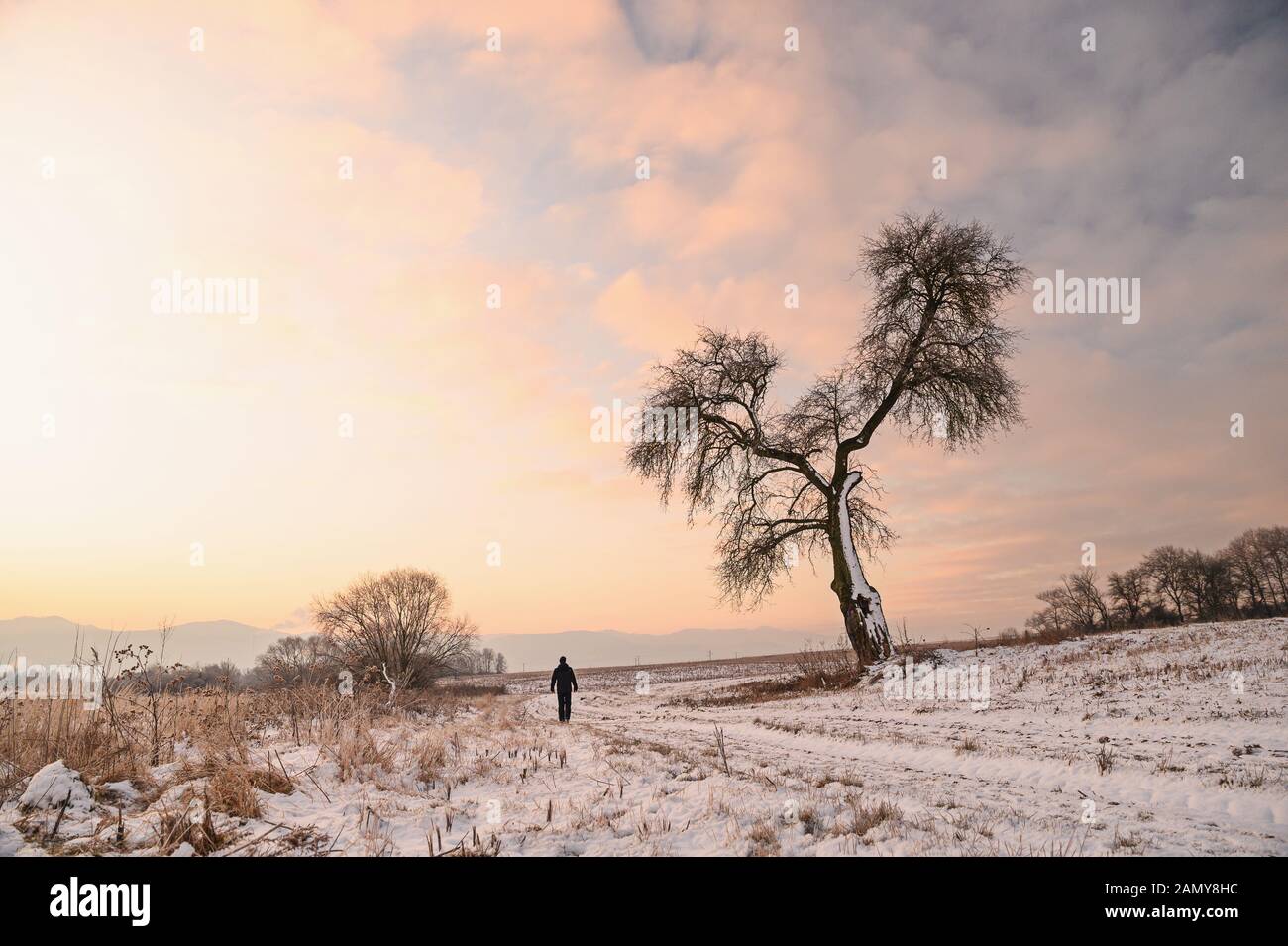 Solitaire tree hi-res stock photography and images - Alamy