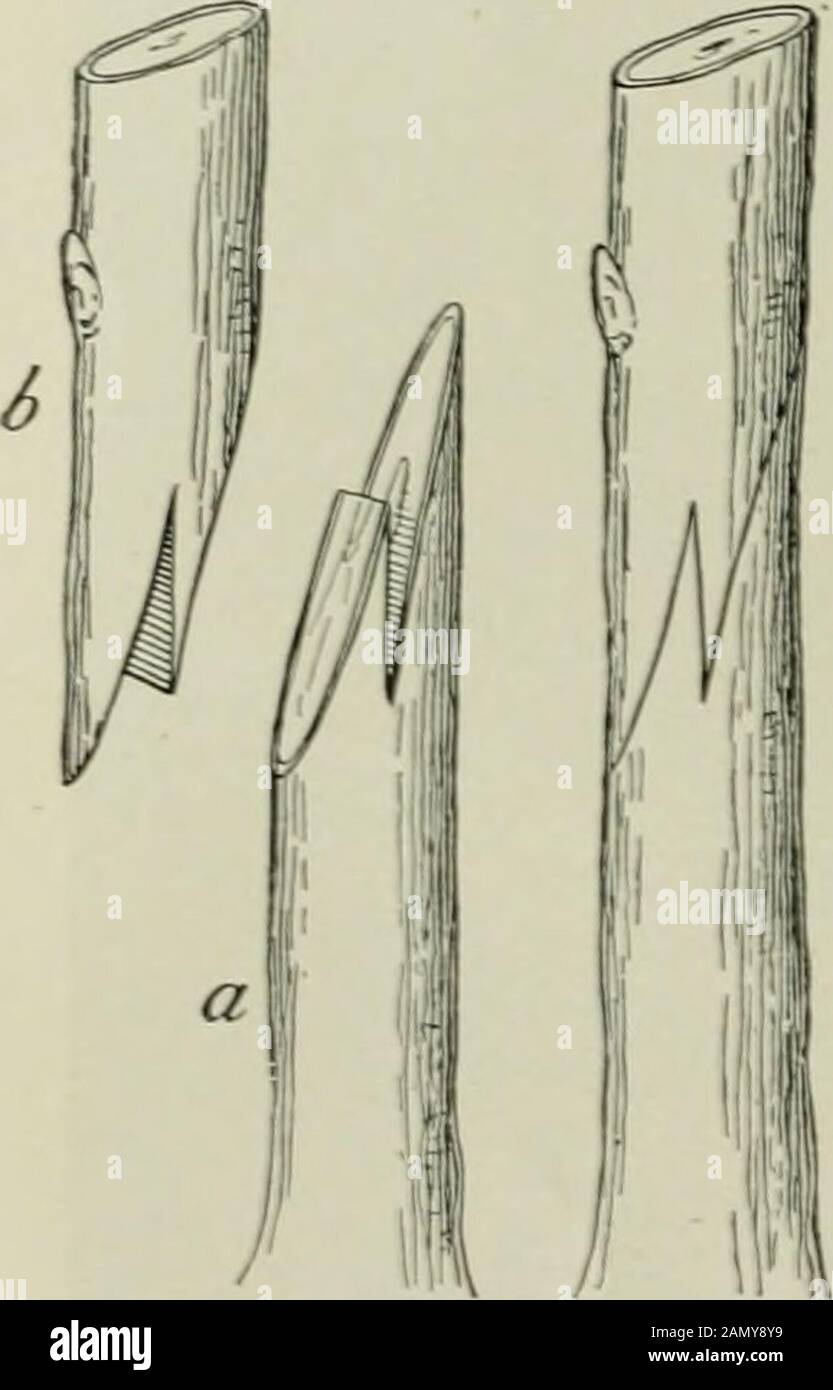 Magnumbonum hi-res stock photography and images - Alamy