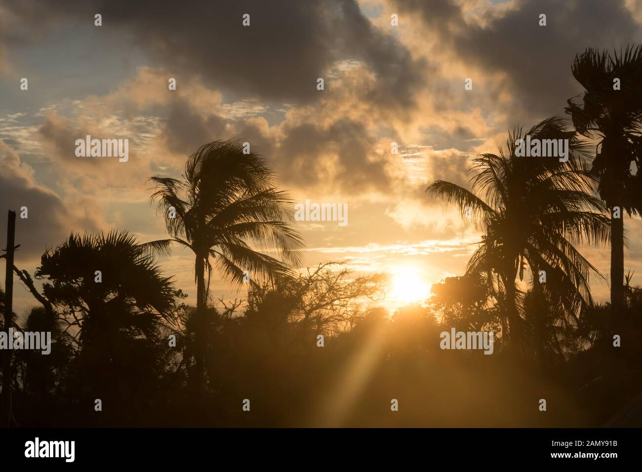 Silhouette coconut palm tree by dark back Lit skylight sun sunlight ...