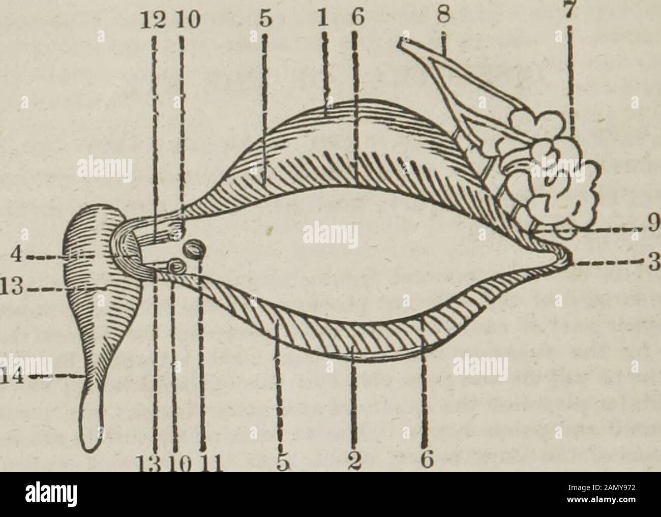 The dissector's guide, or, Student's companion : illustrated by ...