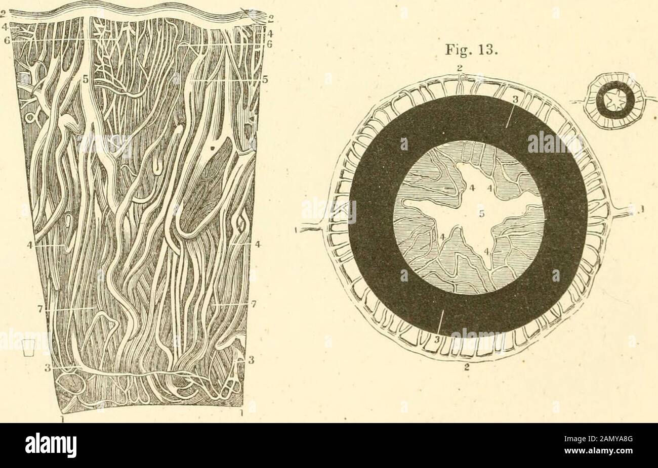 Choroid coat hi-res stock photography and images - Alamy