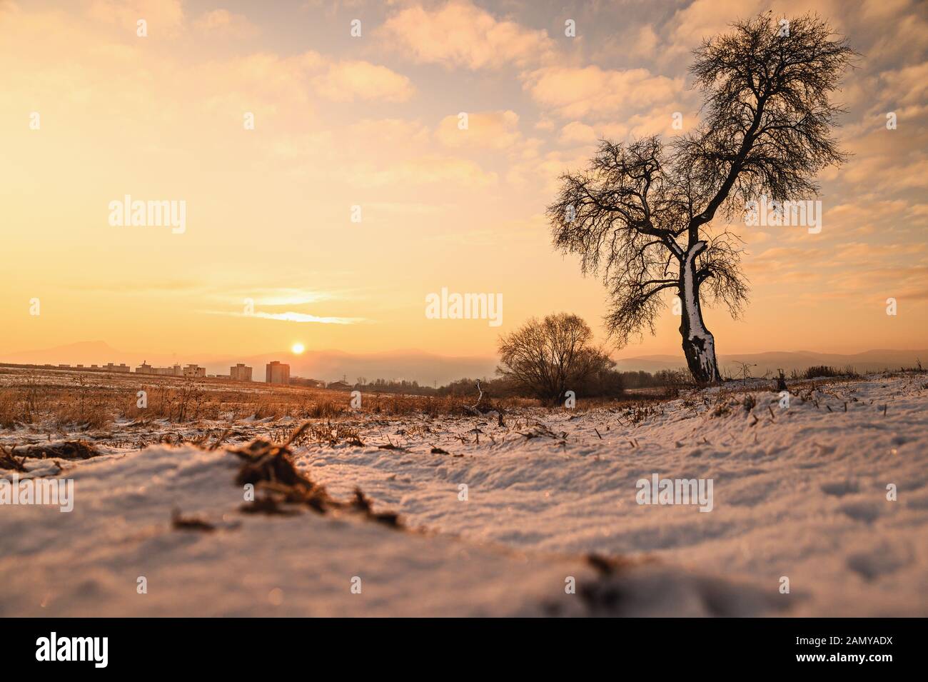Alone tree in waterfall hi-res stock photography and images - Alamy