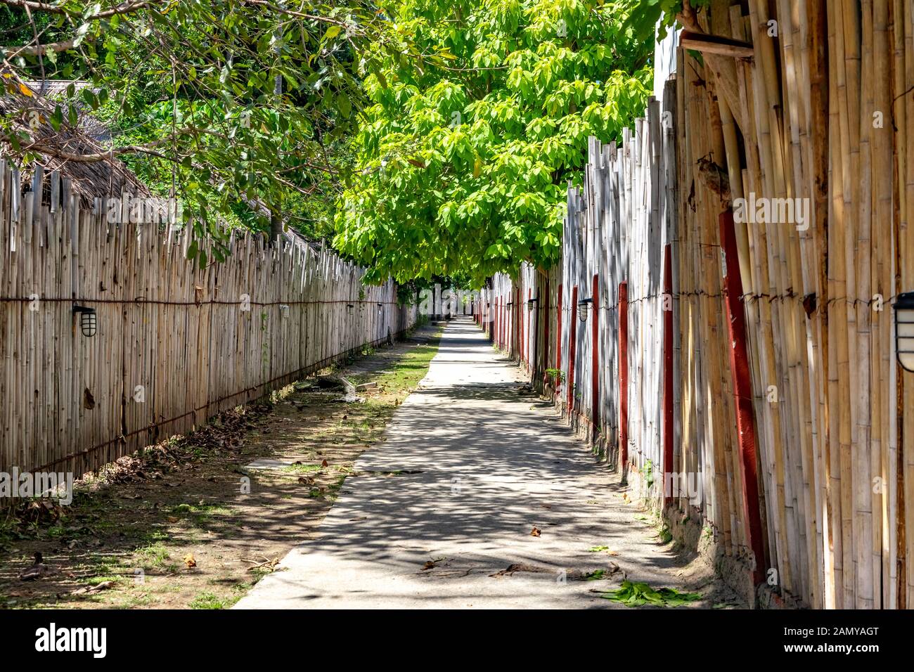 Narrow street alley with bamboo fence on both sides at Phi Phi Islands ...