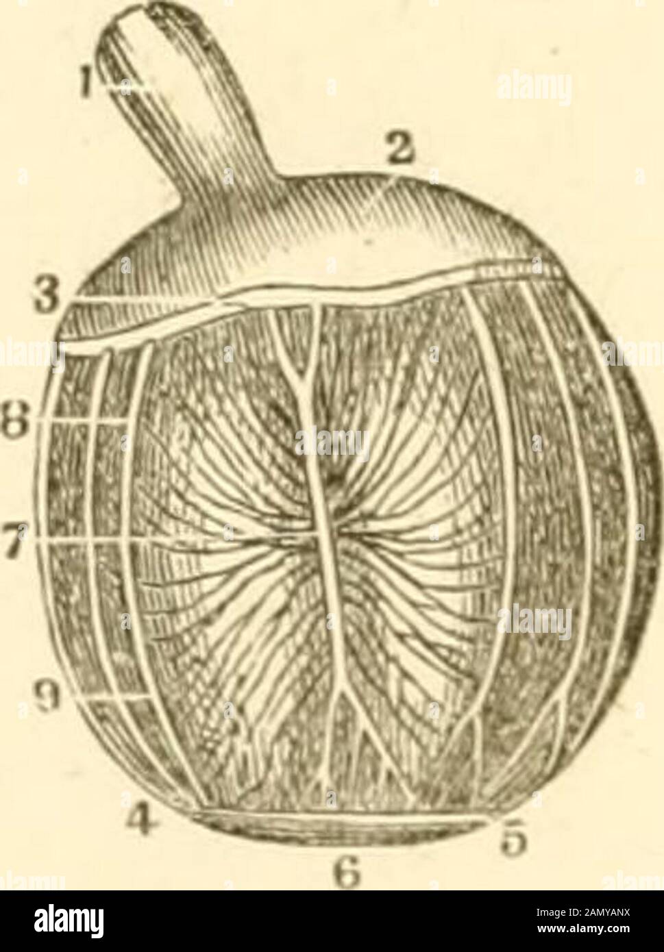 Posterior Segment Of The Eye