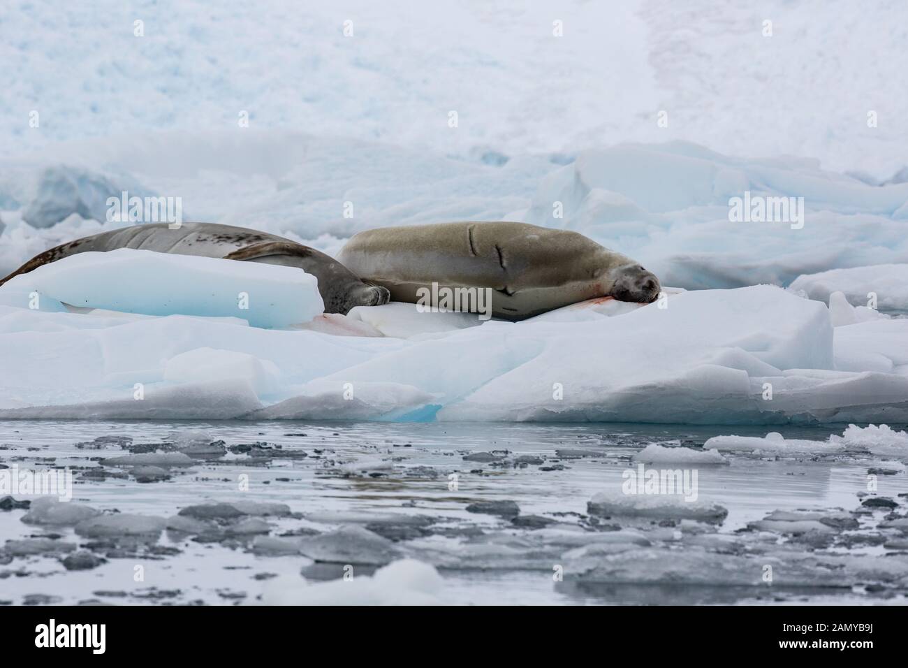 Antarctica crabeater seals hi-res stock photography and images - Alamy