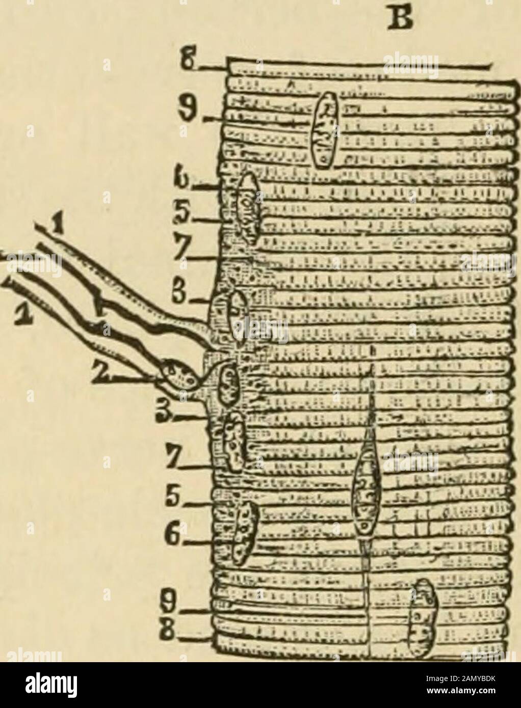 Sarcolemma hi-res stock photography and images - Alamy