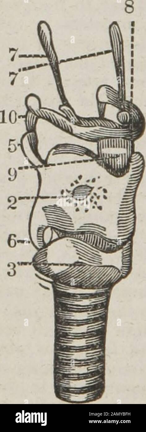 The dissector's guide, or, Student's companion : illustrated by ...