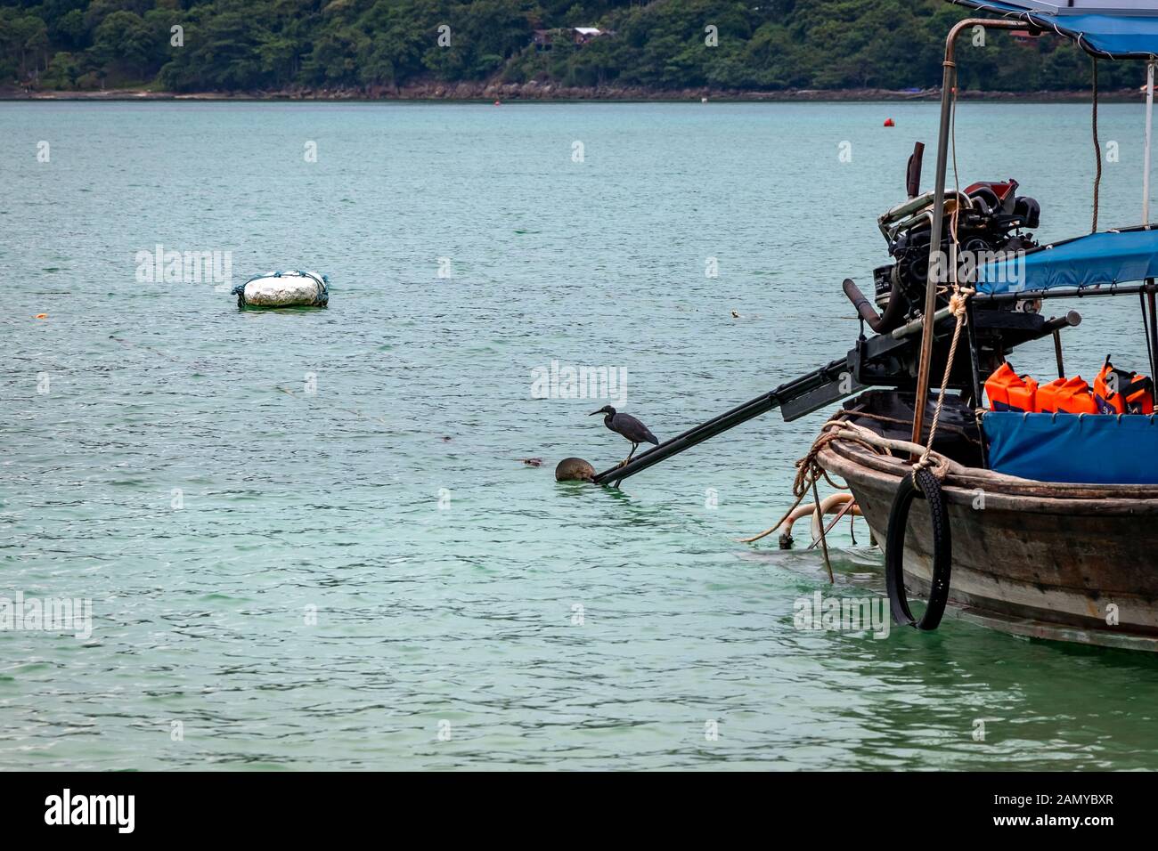 Black crane fishing at a beach in Phi Phi Island. Food chain Stock ...
