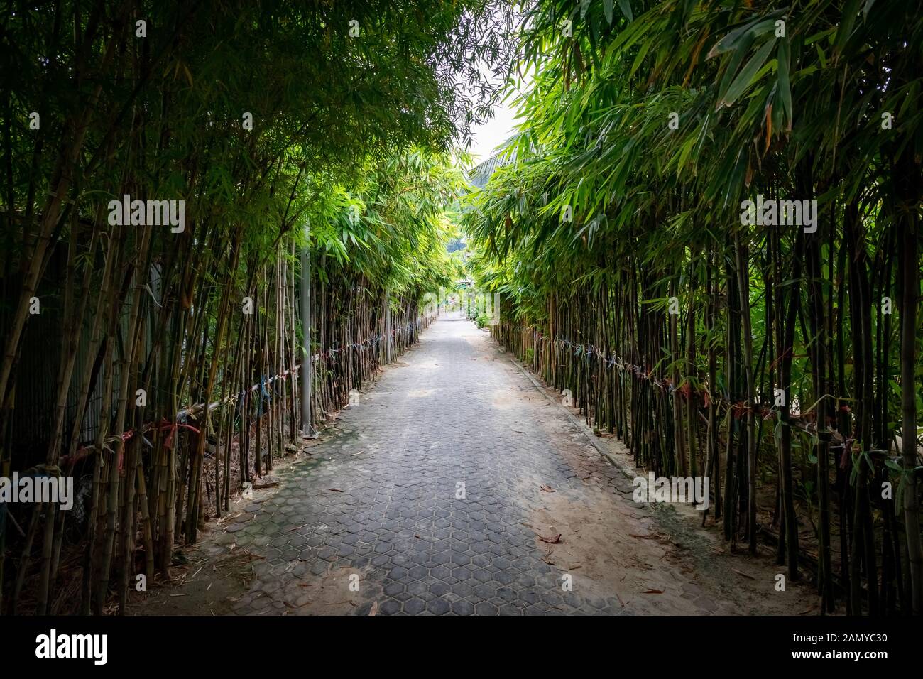 Green concrete walkway with both sides covered with bamboo trees and ...