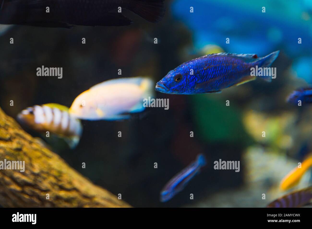 Sea water fishes hi-res stock photography and images - Alamy