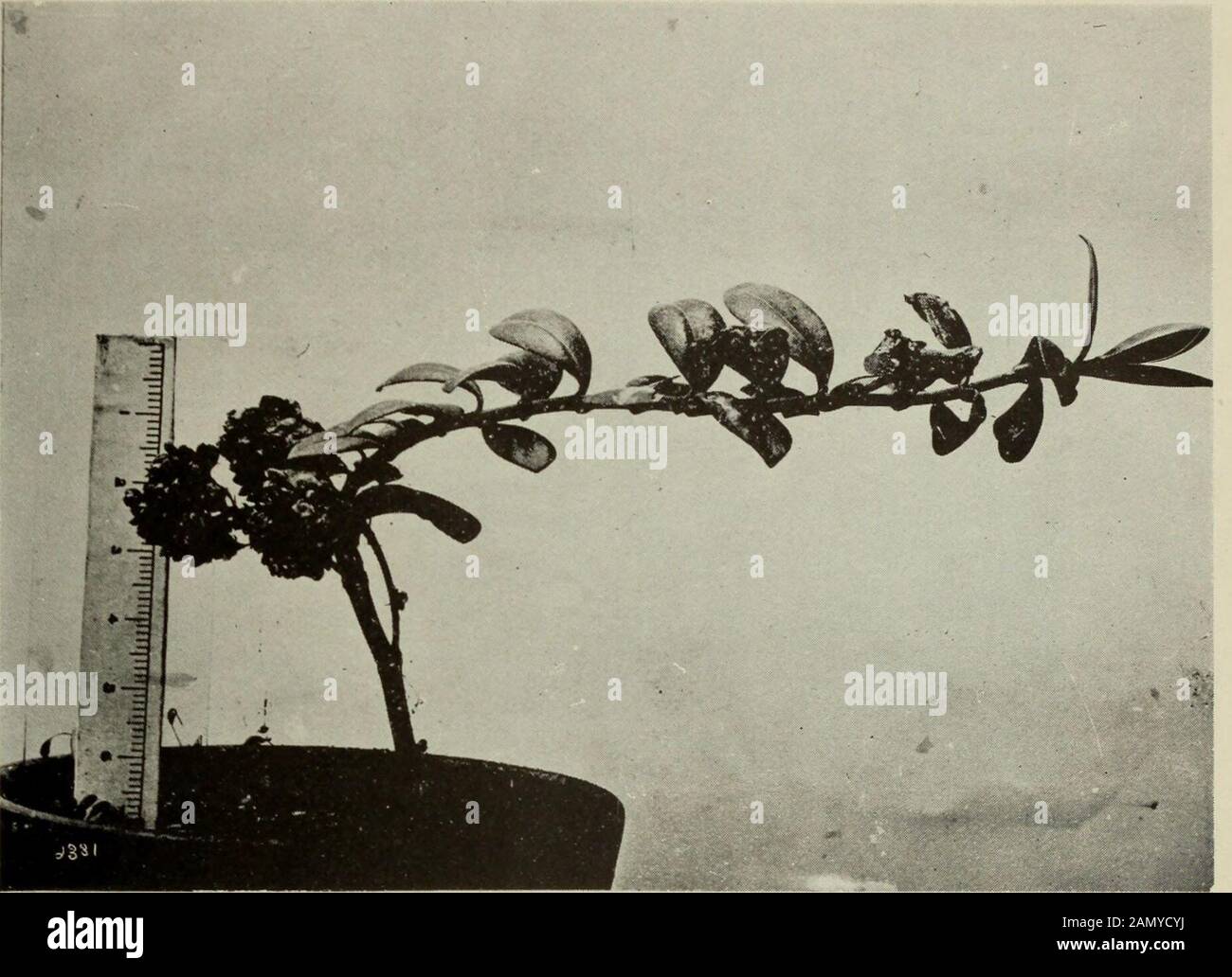 Meso form hi-res stock photography and images - Alamy