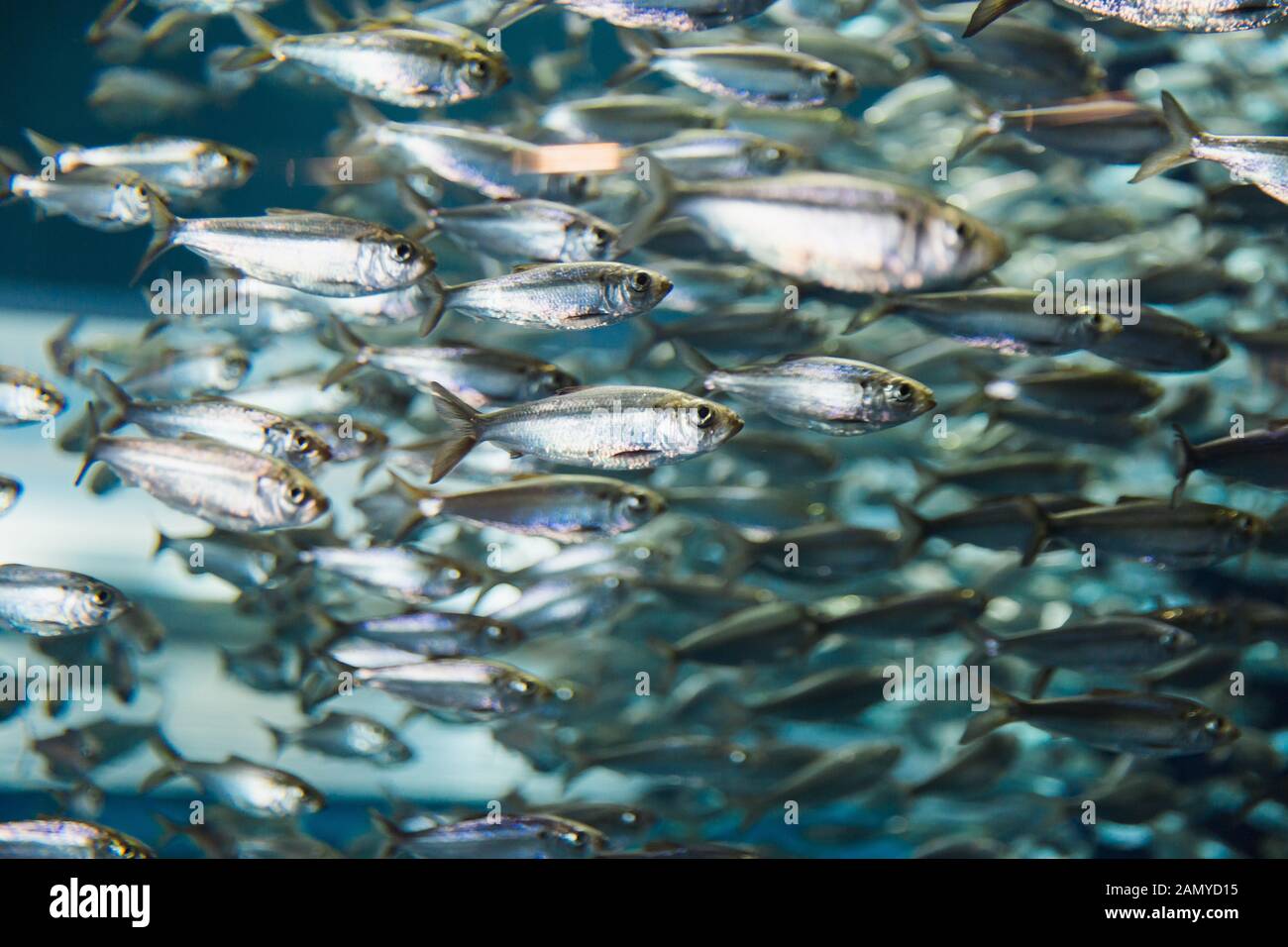 Water into the aquarium hi-res stock photography and images - Alamy