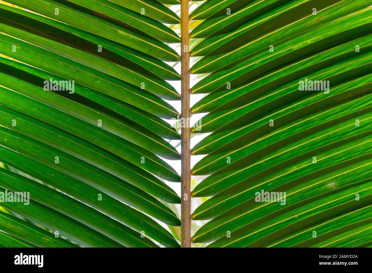 Pattern of green palm tree leaves Stock Photo - Alamy