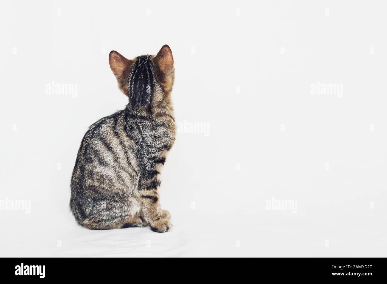 Cat Back View Sitting