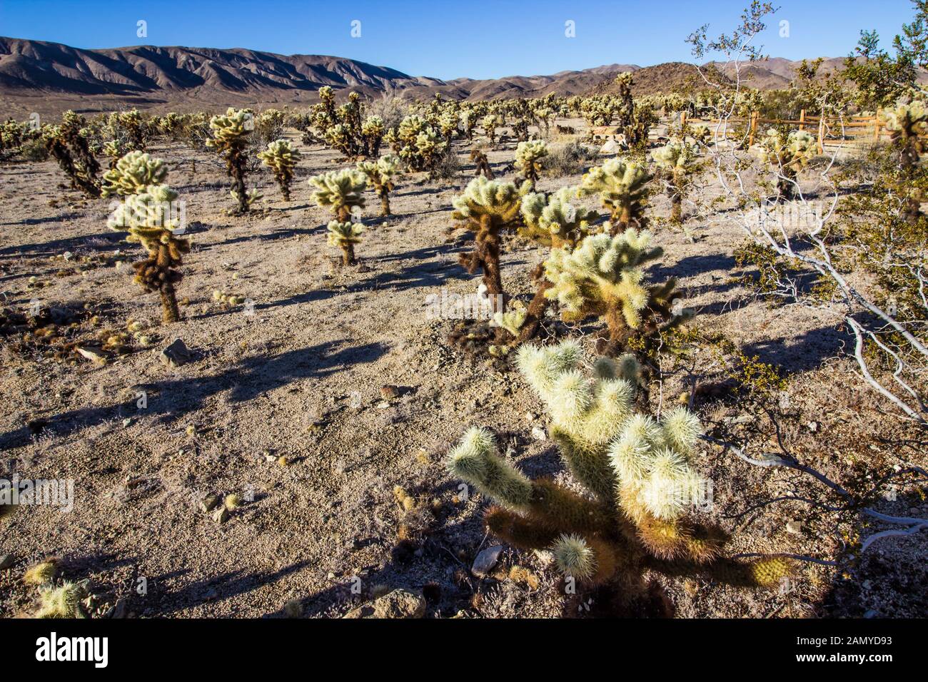 Jumping Cactus High Resolution Stock Photography and Images - Alamy
