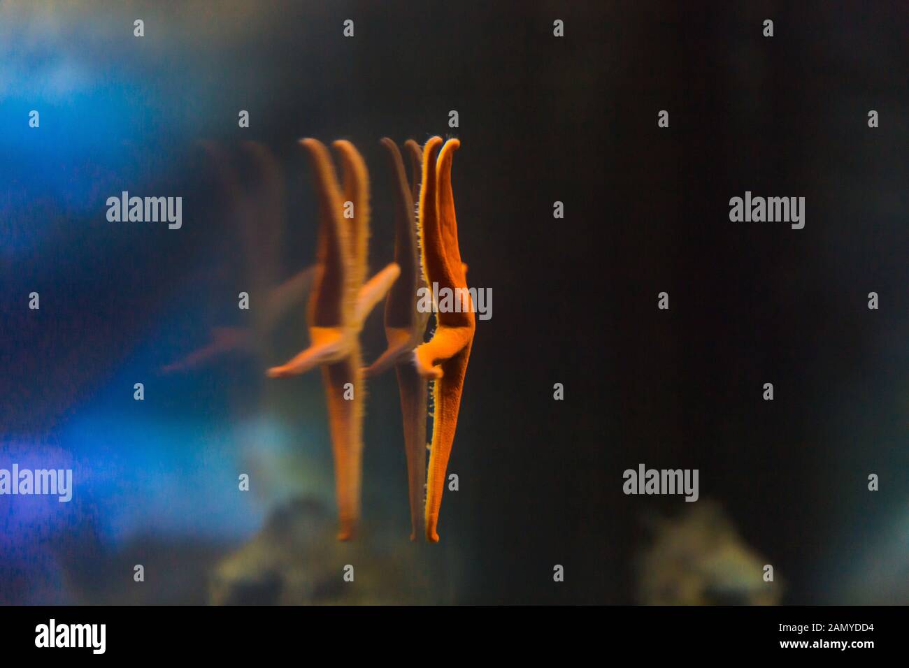 Starfish sticking on a window of an aquarium Stock Photo - Alamy