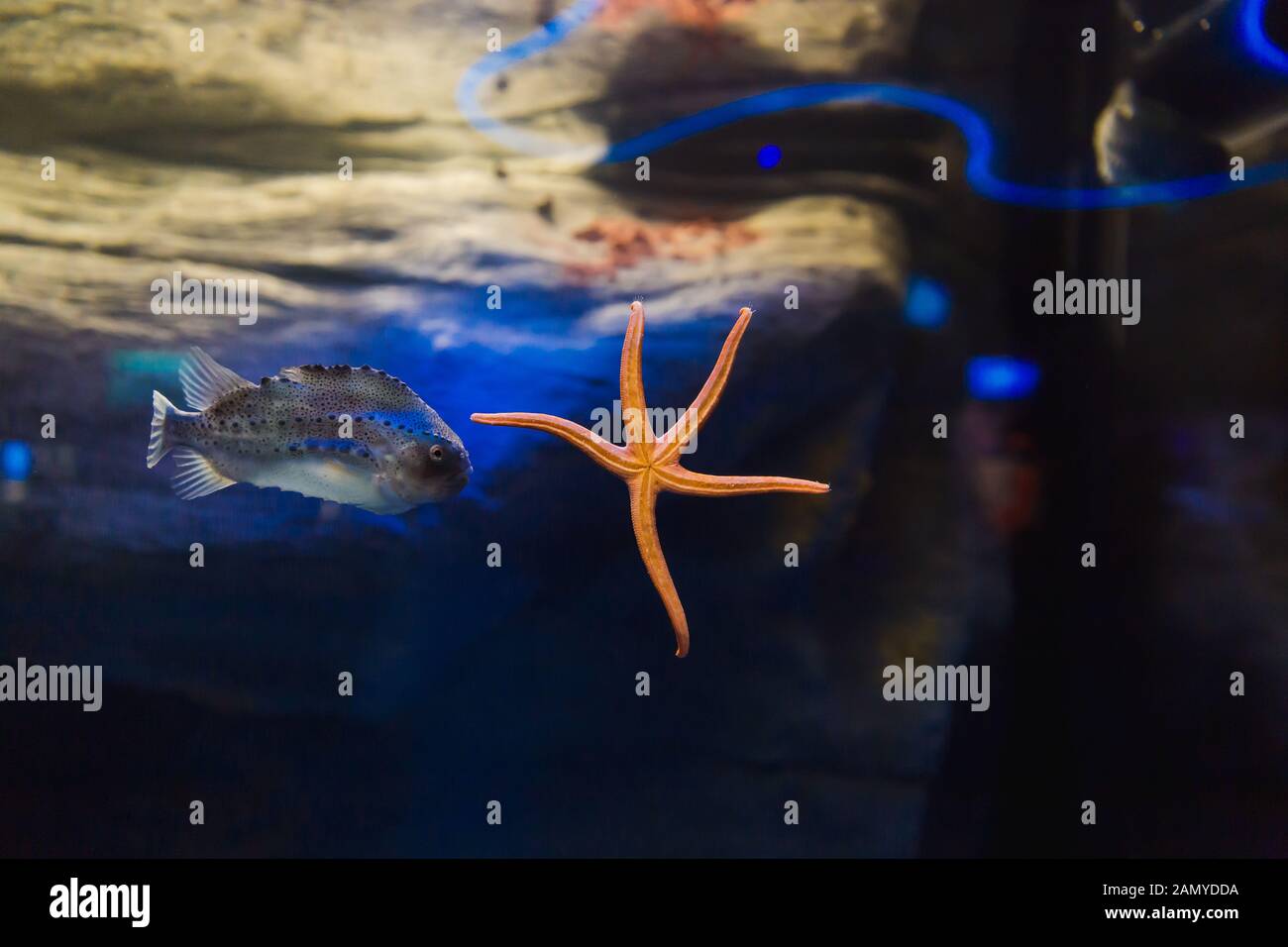 Starfish sticking on a window of an aquarium Stock Photo - Alamy