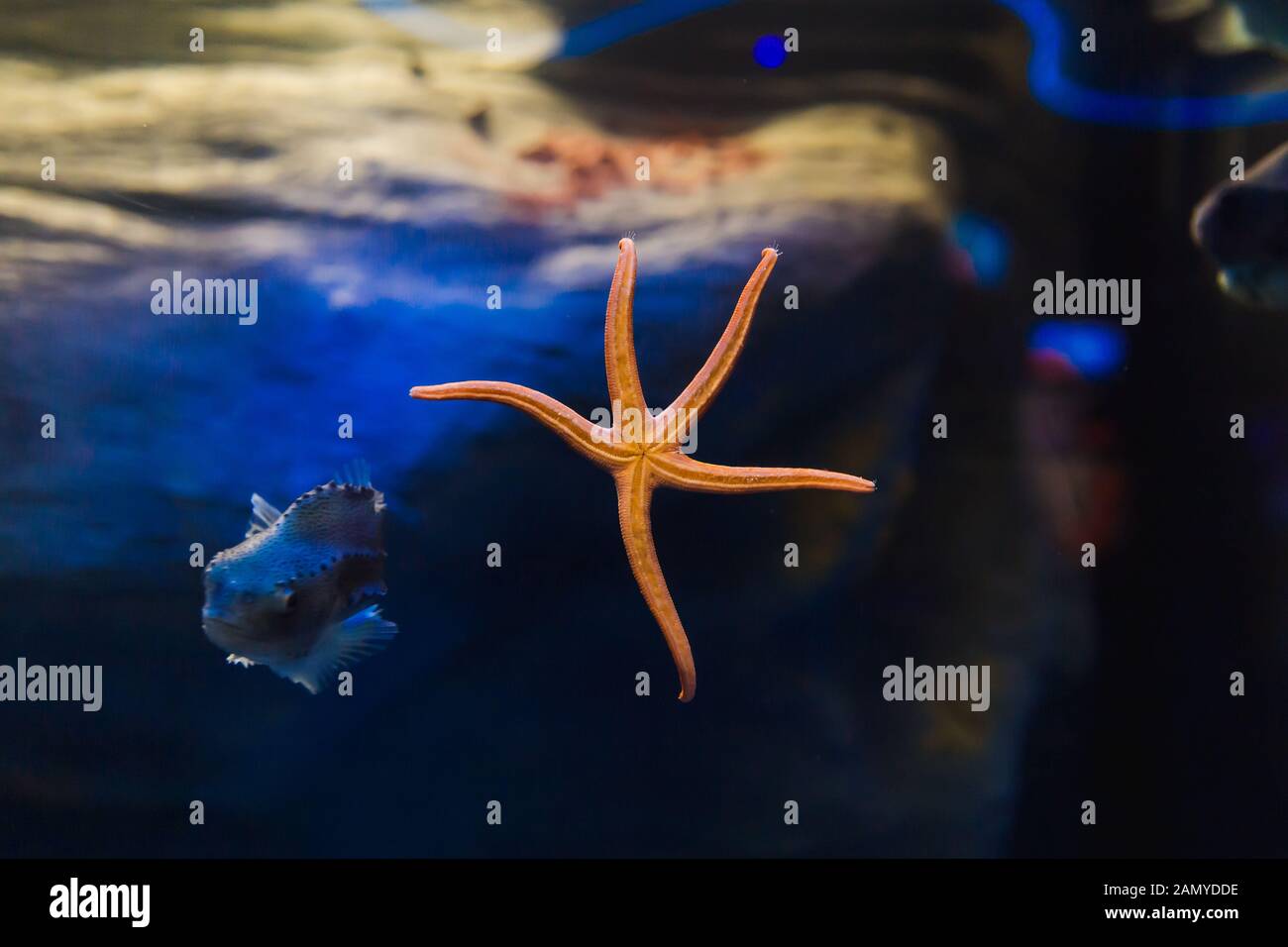 Starfish sticking on a window of an aquarium Stock Photo - Alamy