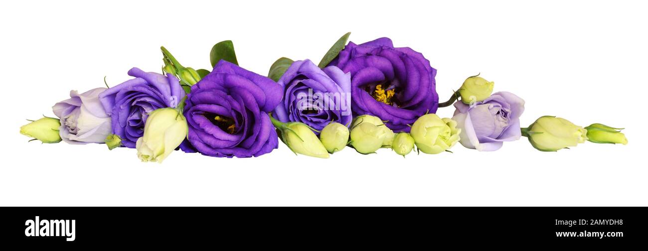 Purple eustoma flower and buds in a line arrangement isolated on white ...