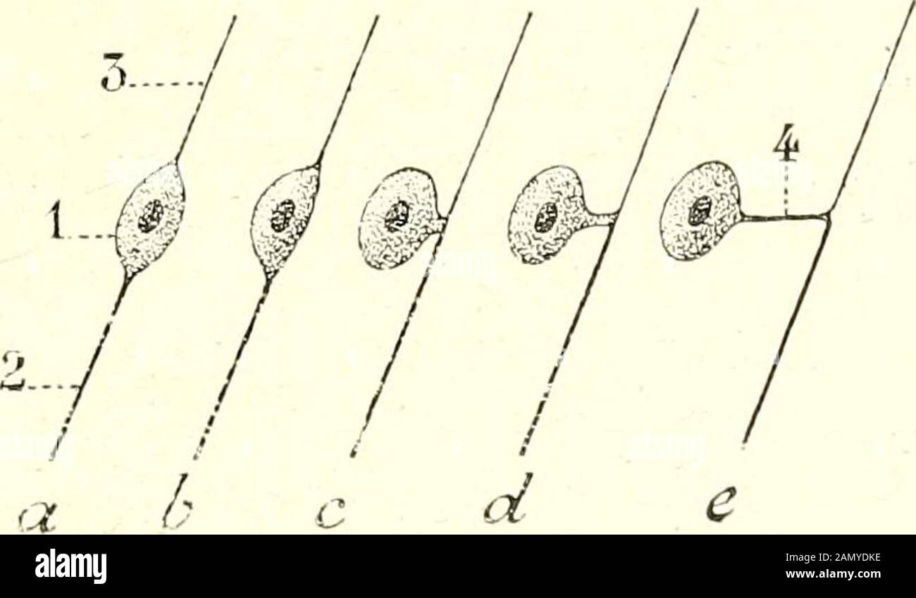 Traité d'anatomie humaine . x prolongements samincit au point de ...