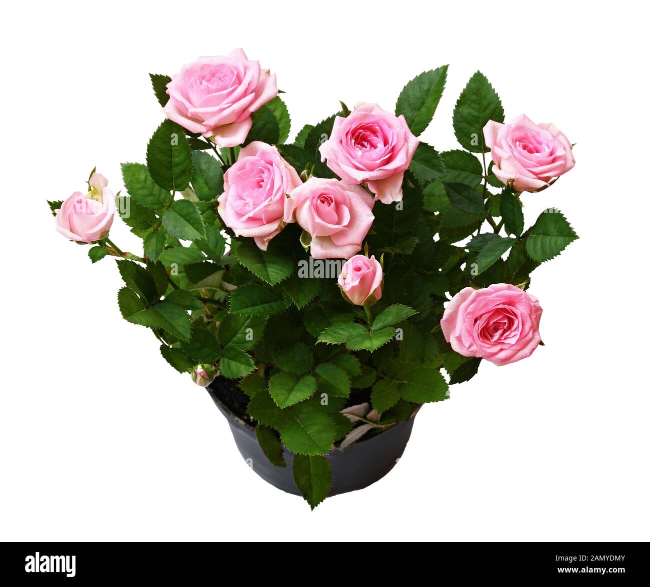 Pink flowers in the shape of a heart Cut Out Stock Images & Pictures ...