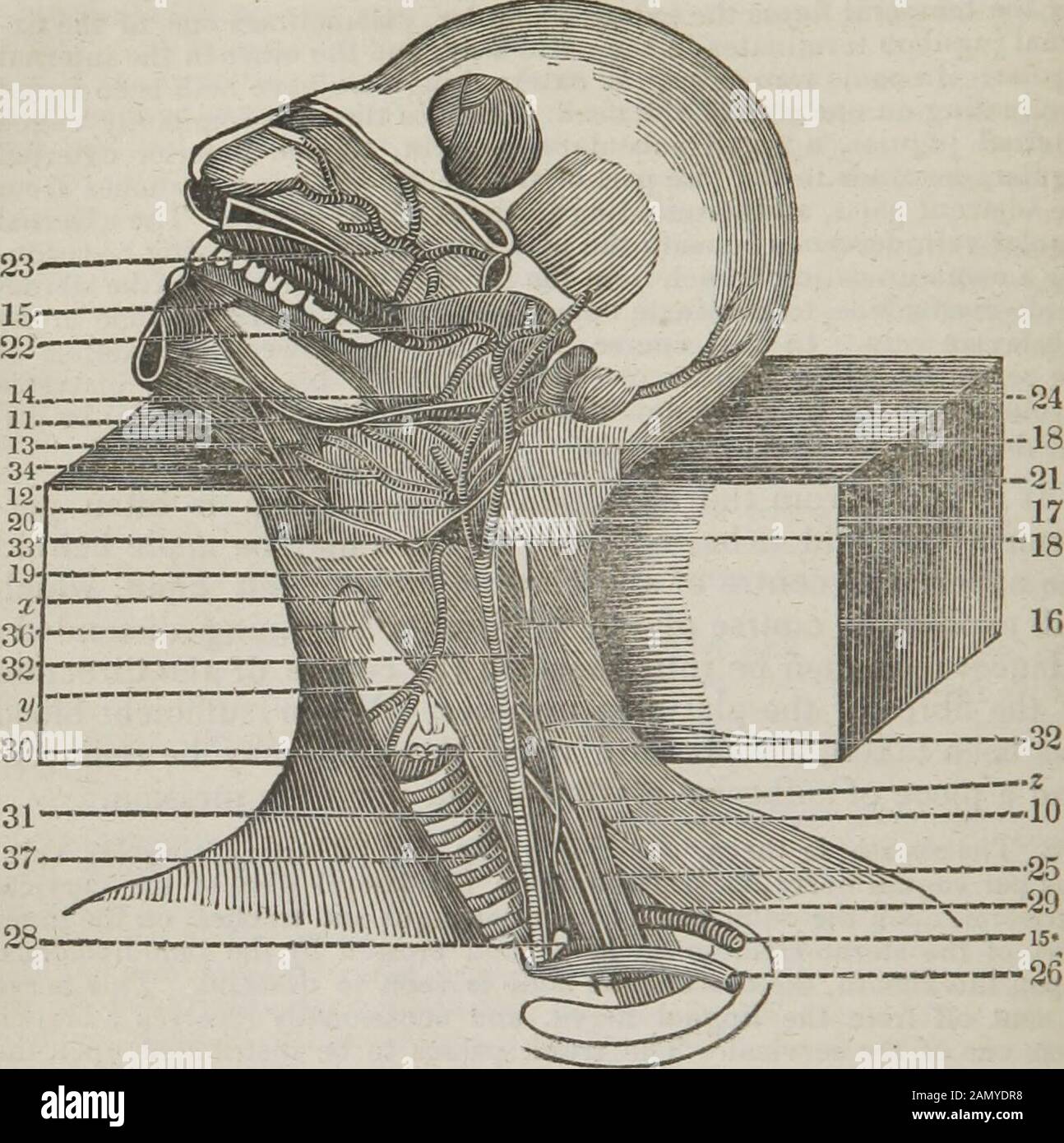 The dissector's guide, or, Student's companion : illustrated by ...