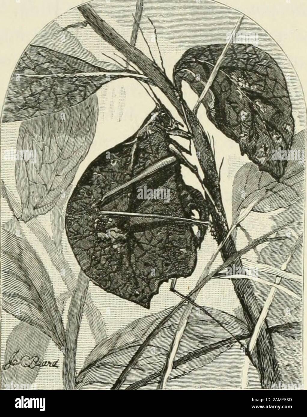 Entangled legs hi-res stock photography and images - Alamy