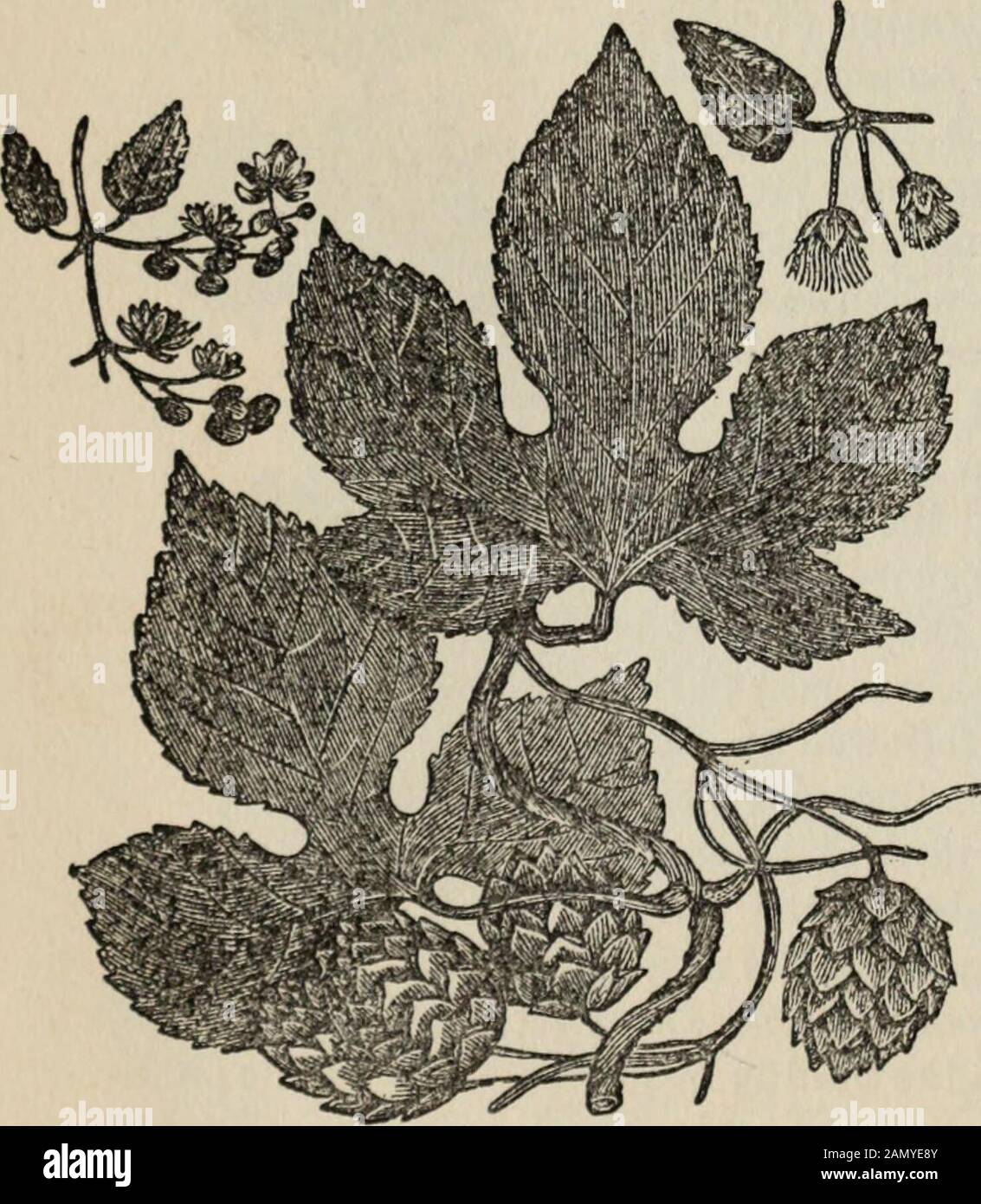 Hopplant High Resolution Stock Photography and Images - Alamy