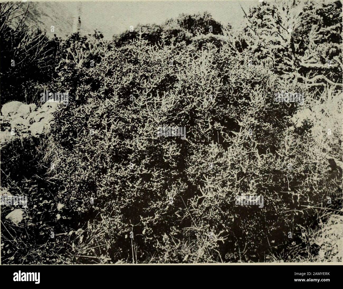 Transactions of the Royal Society of New Zealand . v*v£ijS ;• Fig. 1 ...