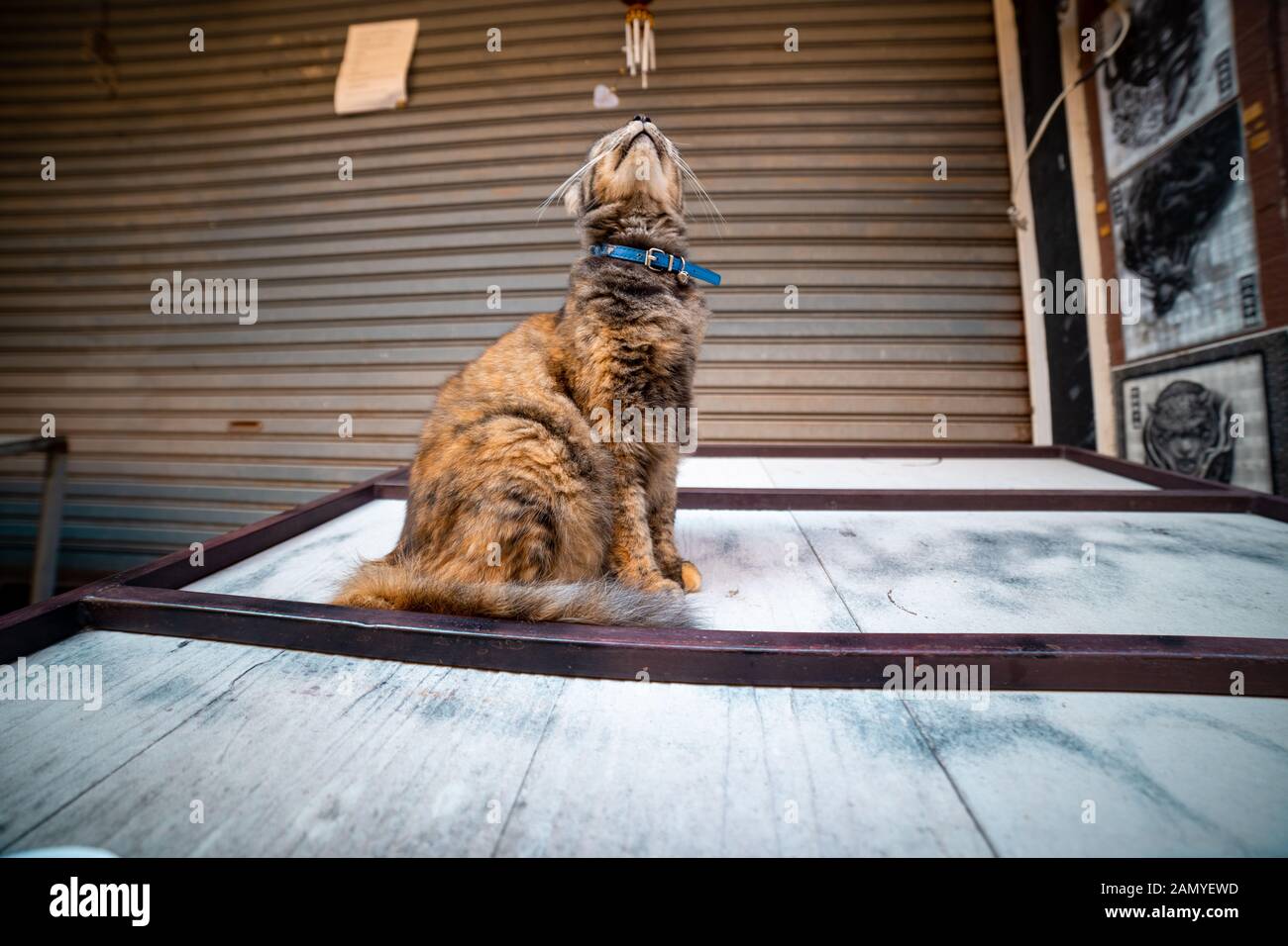 Cat sitting on the table hi-res stock photography and images - Alamy