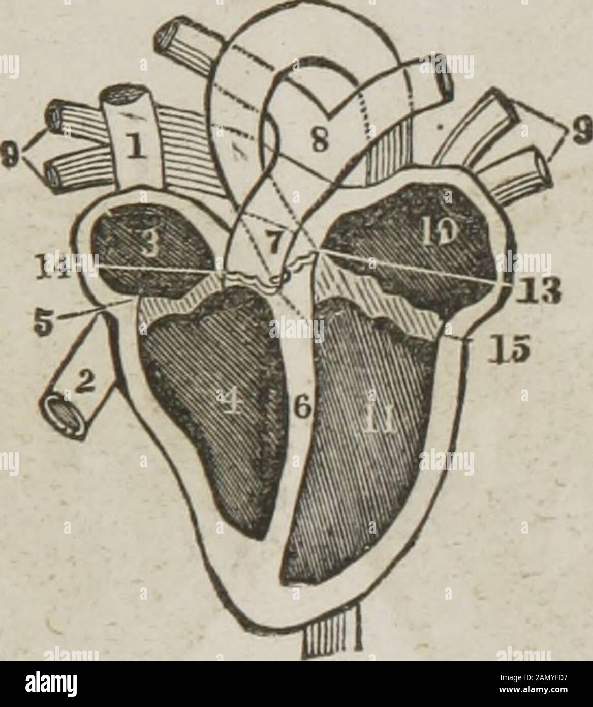 Anatomy and physiology : designed for academies and families . ernal ...