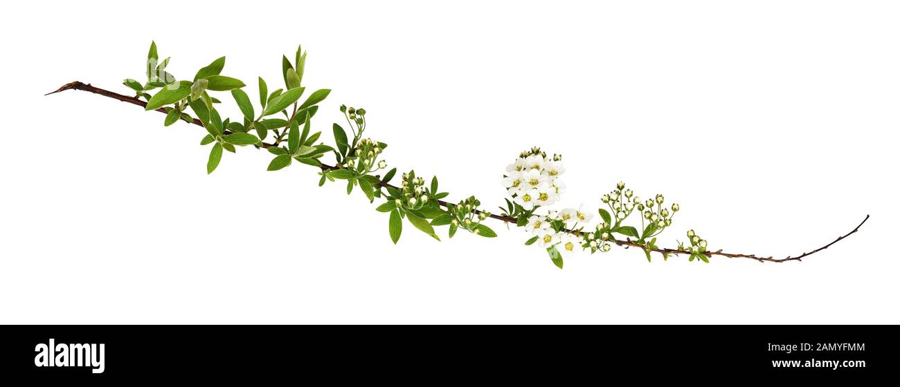 Spring twig of spiraea flowers and buds isolated on white Stock Photo ...