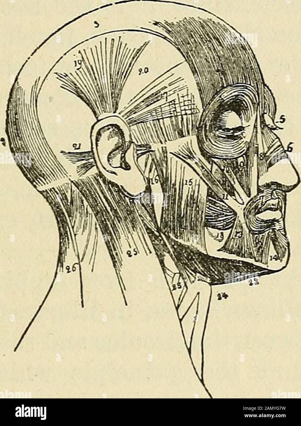 Excessive screen time hi-res stock photography and images - Alamy