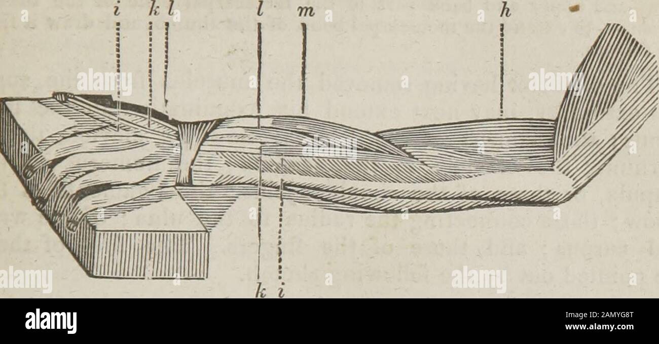 The dissector's guide, or, Student's companion : illustrated by ...