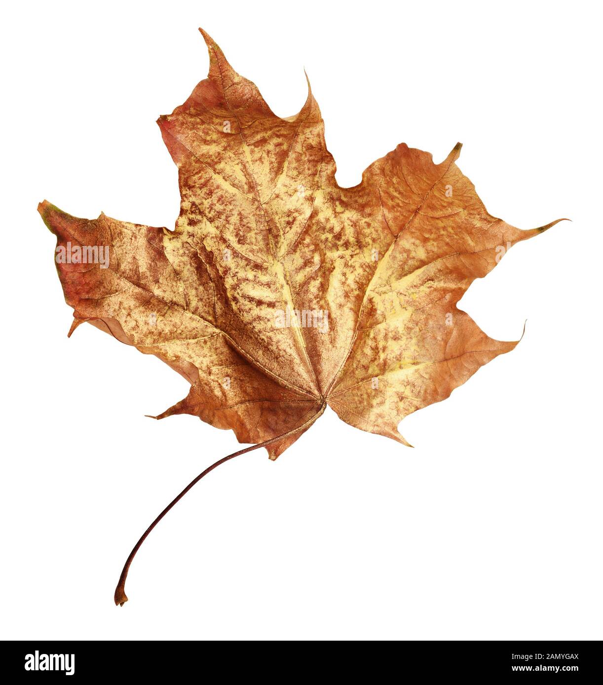 Dead leaf fallen leaf Cut Out Stock Images & Pictures - Alamy