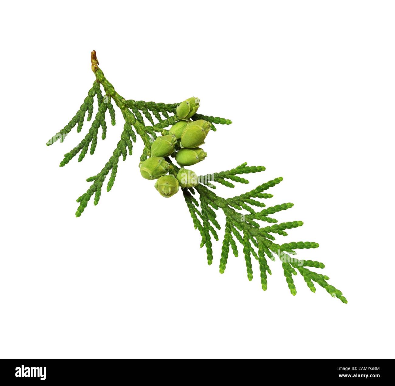 Thuja green twig cones hi-res stock photography and images - Alamy
