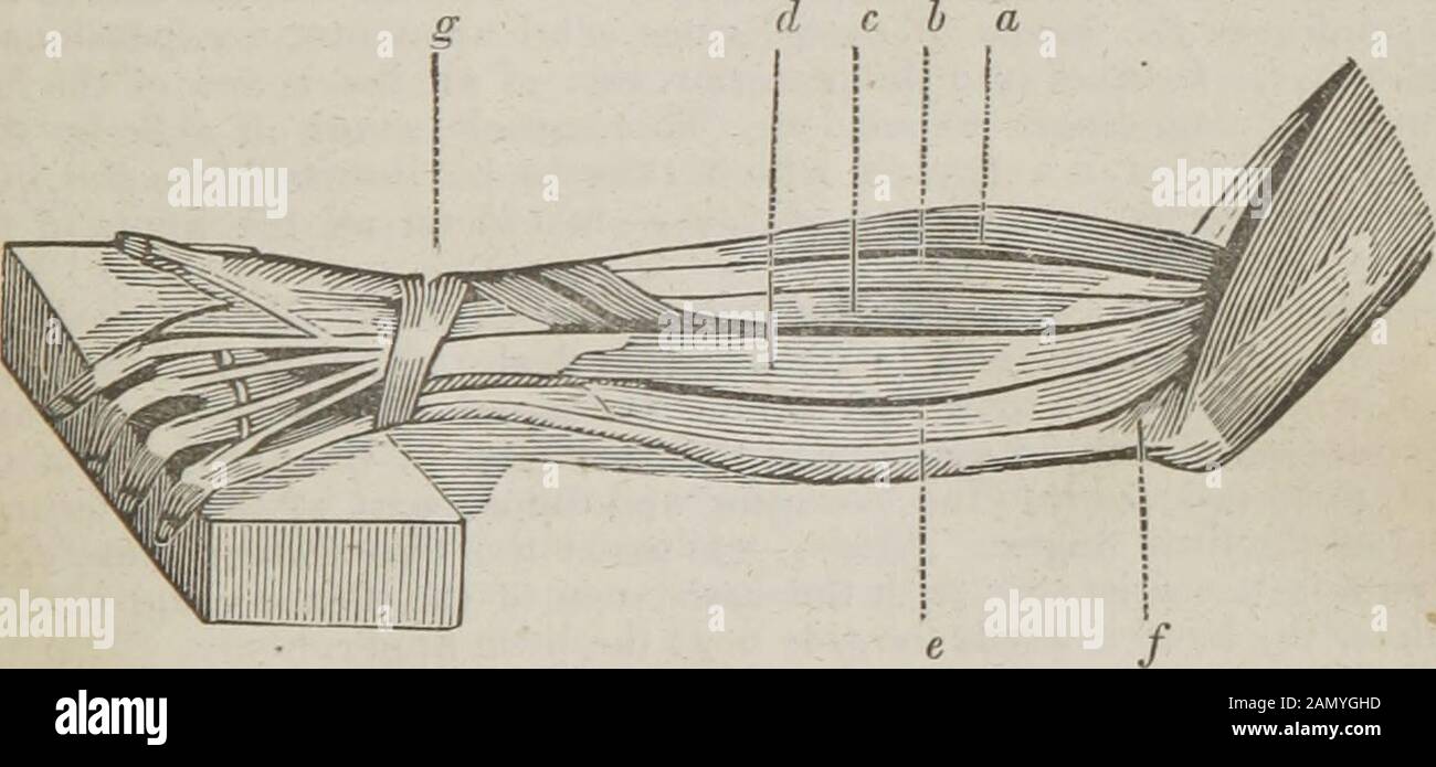 The dissector's guide, or, Student's companion : illustrated by ...
