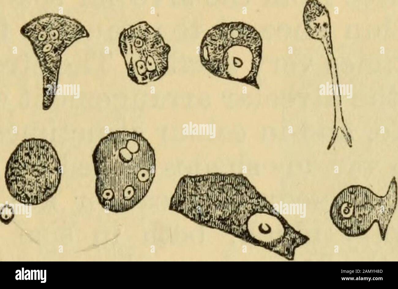 Cells in alveoli hi-res stock photography and images - Alamy