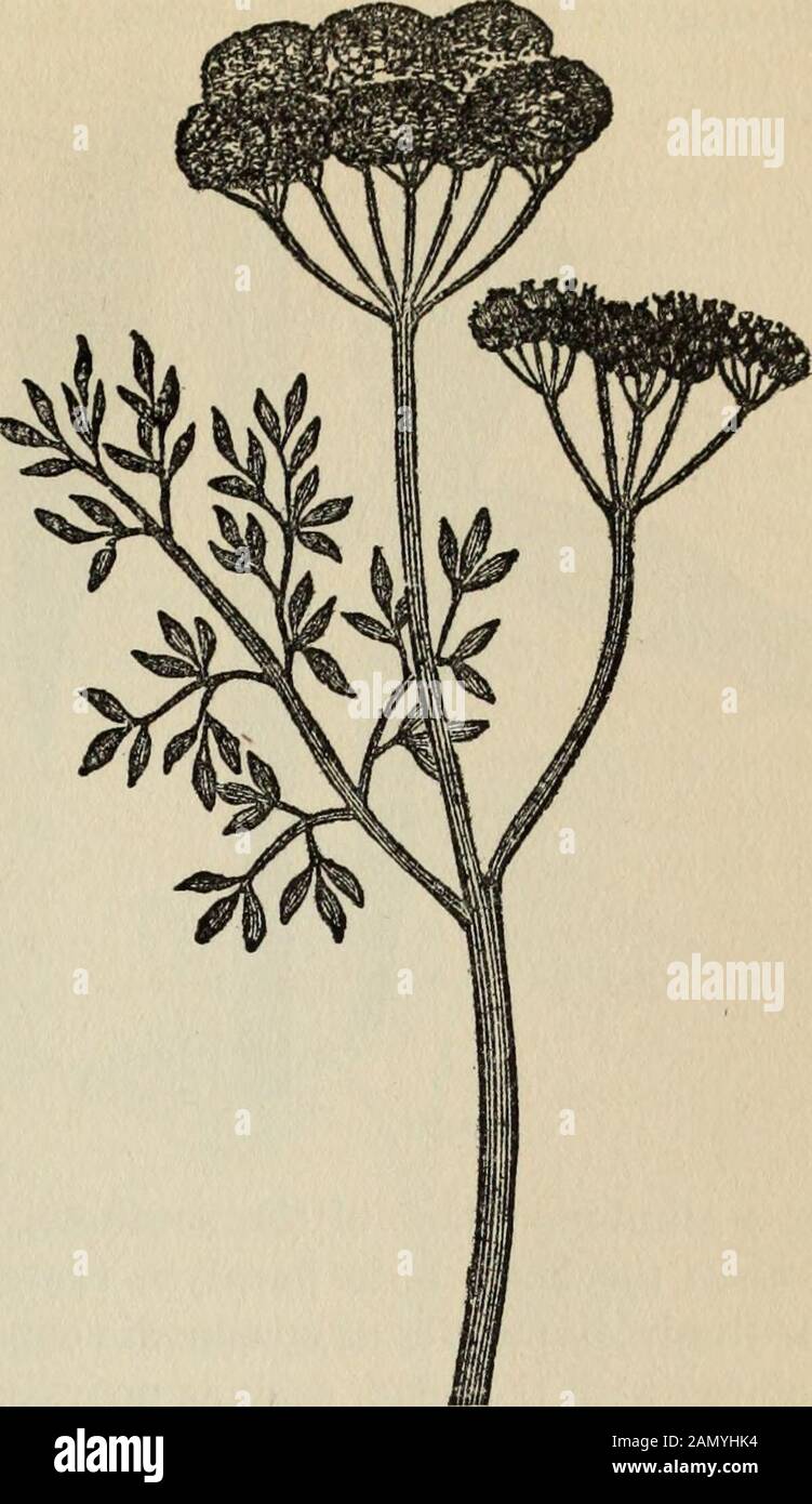 Boric powder hi-res stock photography and images - Alamy