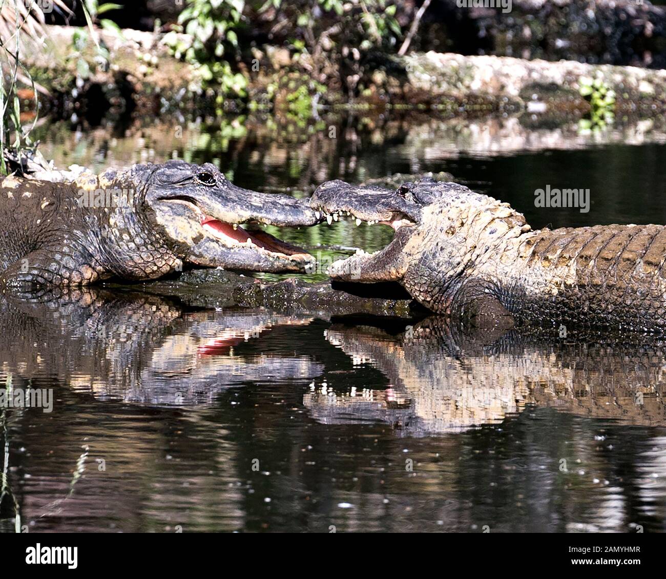 Alligator couple close-up profile view displaying heads, teeth, noses ...