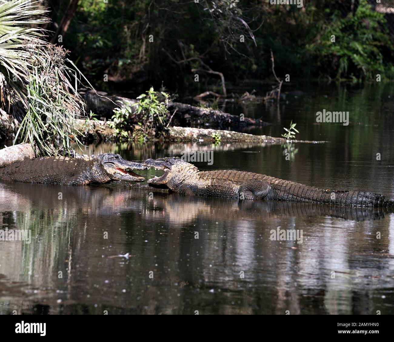 Alligator couple close-up profile view displaying heads, teeth, noses ...