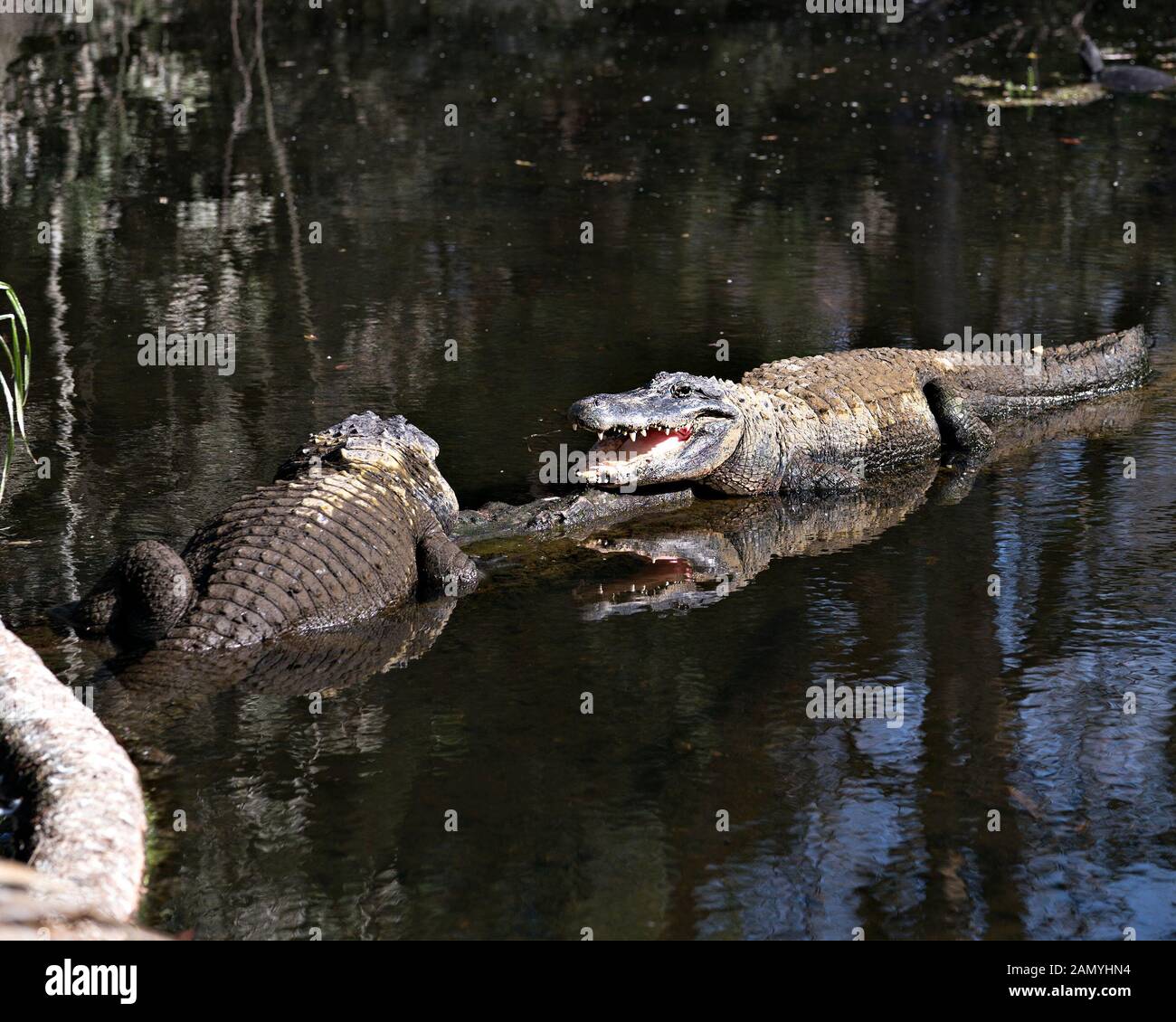 Alligator couple close-up profile view displaying heads, teeth, noses ...