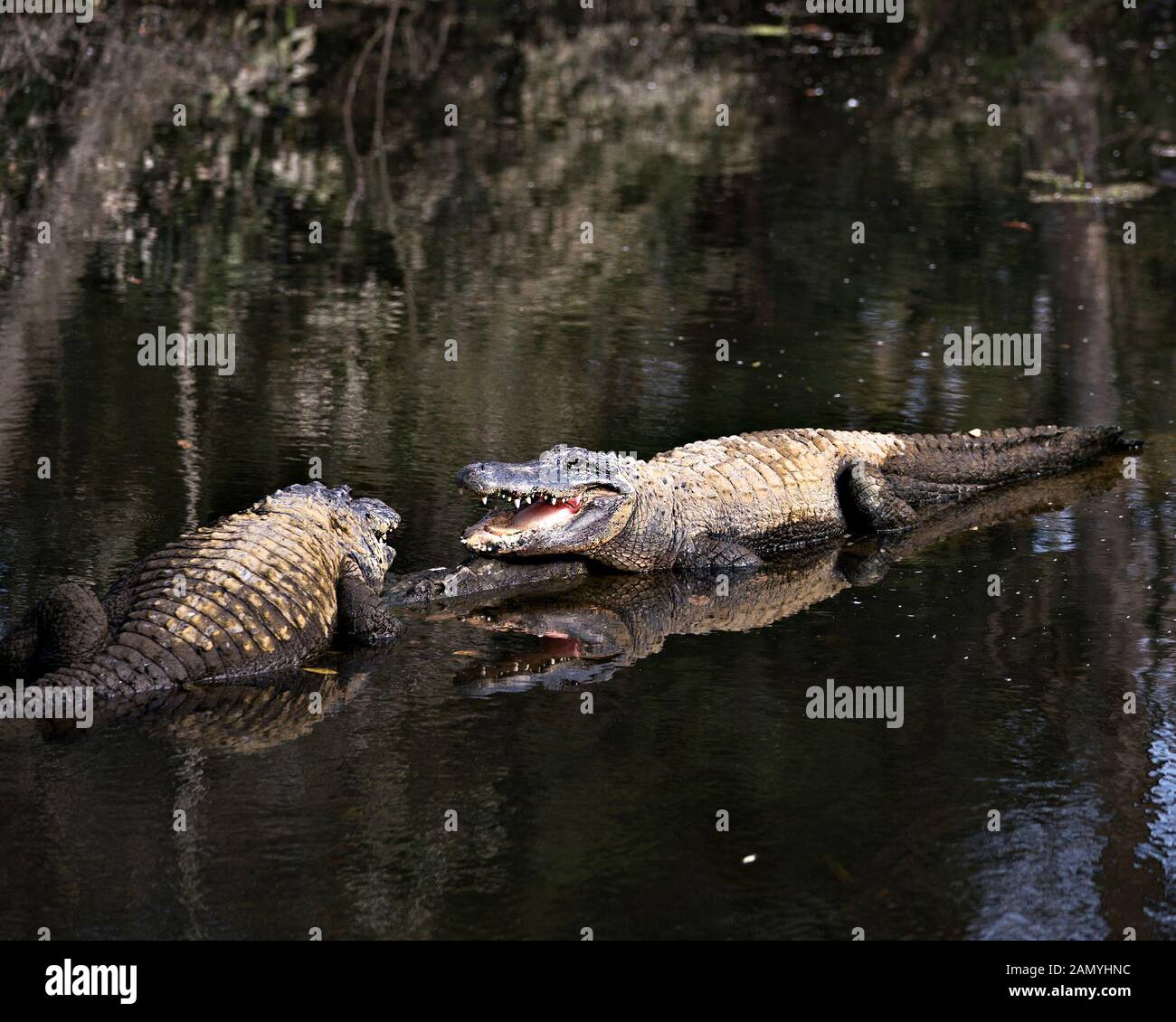 Alligator couple close-up profile view displaying heads, teeth, noses ...